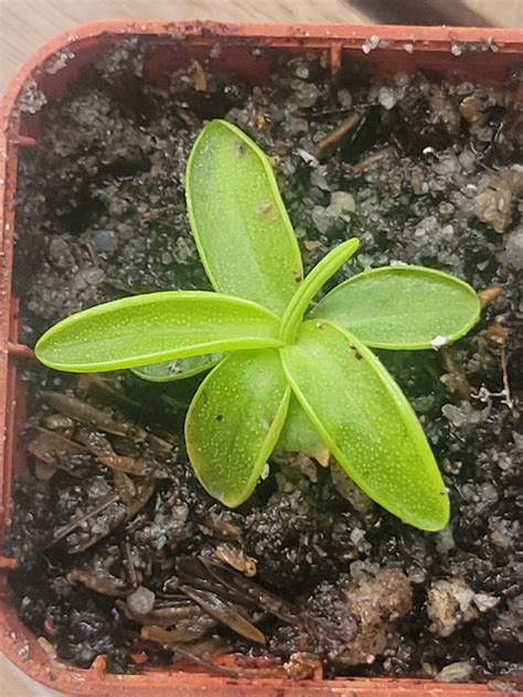 Pinguicula Primuliflora Butterwort Furniture And Home Living Gardening