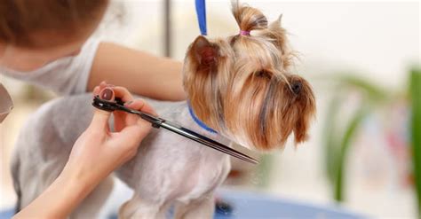 Qc Pet Studies Qc Career School