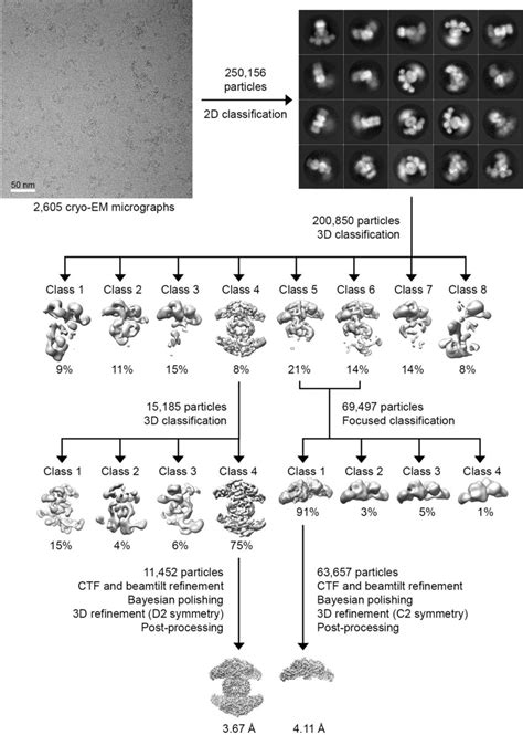 Processing Of Single Particle Cryo Em Data For Acly Flowchart Of Data