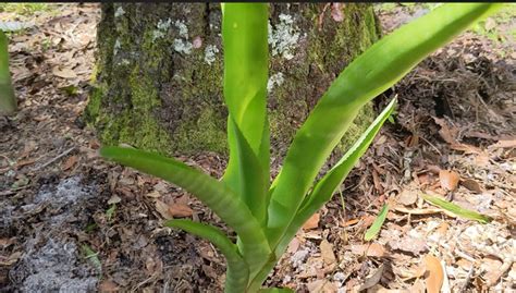 Bromeliad Flaming Summer Torch Billbergia Pyramidalis Avant Gardens