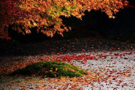 Kyoto Moyou
