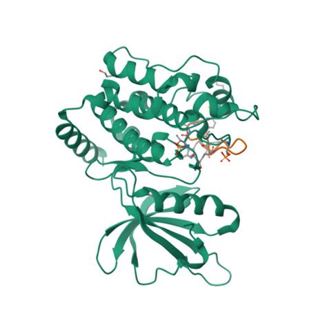 Rcsb Pdb 7xzq Crystal Structure Of Tnik Thiopeptide Tp1 Complex