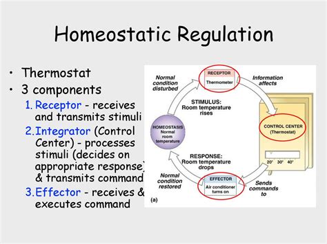 Human Anatomy And Physiology Ppt Download