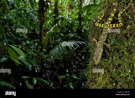 Equatorial Anole Anolis Aequatorialis Camouflaged On Mossy Tree Trunk Mindo Pichincha