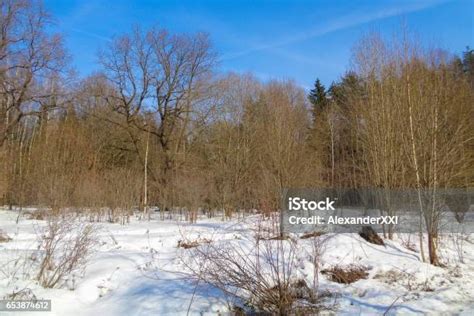 푸른 하늘과 밝은 태양 아래 3 월에서 아름 다운 야생 하 고 조용한 숲 높은 해상도 동부 유럽의 자연 0명에 대한 스톡 사진 및 기타 이미지 Istock