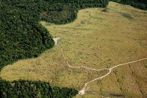Desmatamento Na Amazônia Em Agosto Cresce 222 Em Relação Ao Mesmo Mês