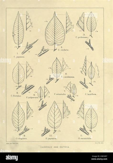 Detailed Botanical Illustration Presents Various Leaf Types Hi Res