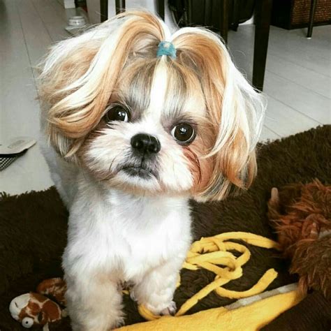 Shih Tzu Hairstyle Images Fade Haircut Styles