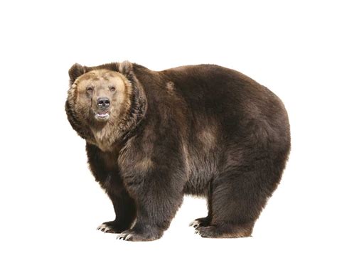 Bear Meaning And Translations Collins English Dictionary