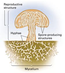 Describe How Fungi Use Hyphae To Obtain Food Valery Has Velez