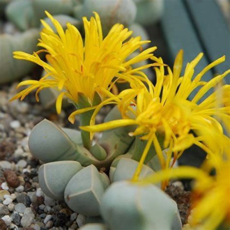 Lapidaria Margaretae Living Stones Plants Living Stone Plant