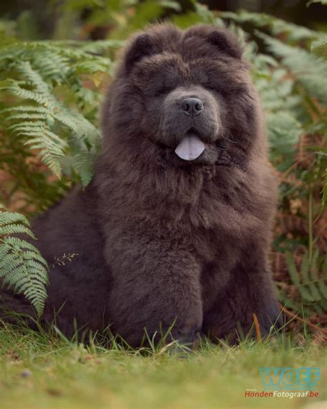 Black Chow Chow Majestic Beauty In The Wild Black Chow Chow Outdoors