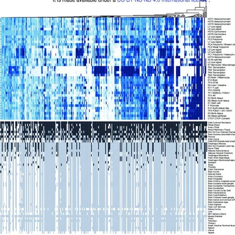 Chromatin Remodellers Form The Largest Protein Cluster With