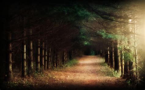 Fondos de pantalla luz de sol Árboles paisaje bosque noche