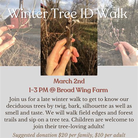 Winter Tree Identification Walk