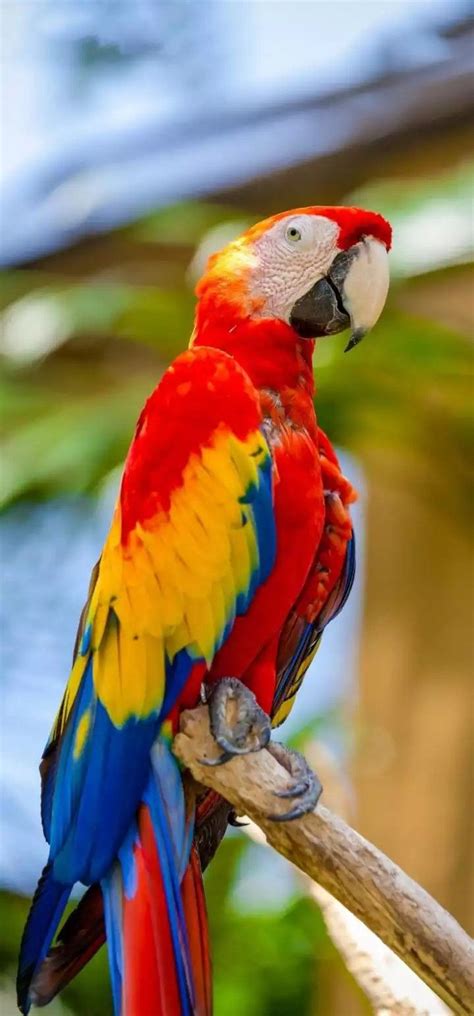 Pin Van Sree Vyshnav Op My Saves Kleurrijke Vogels Dieren Vogels