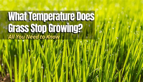 What Temperature Does Grass Stop Growing The Backyard Pros