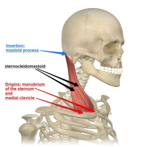 Sternocleidomastoid Muscle Sternocleidomastoid Muscle Neck Muscle