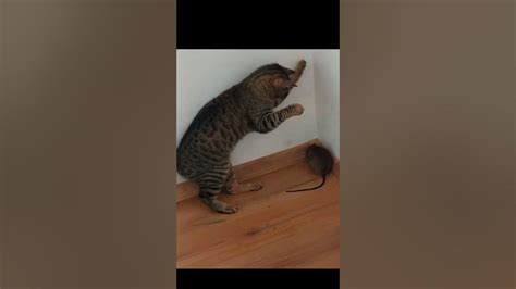 When Tom Cat Jump On Mouse Jerrry Real Tom And Jerry Cat Cats Youtube