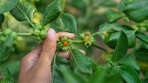 Poke Root Herbs Herbal Reality