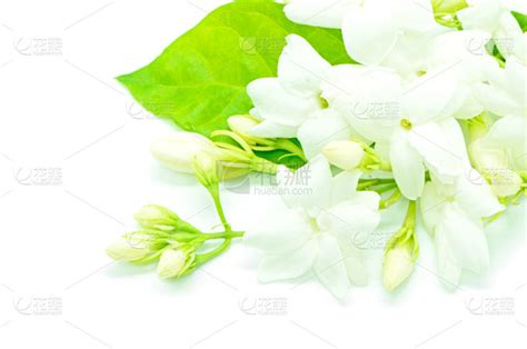 茉莉 美 水平画幅 美人 夏天 特写 花束 花蕾 白色