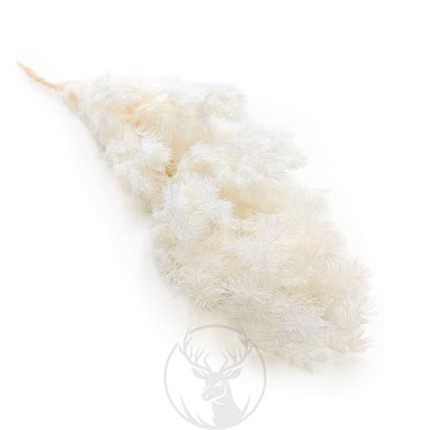 Bleached Preserved Asparagus Ming Fern 55 Cm Floral Decor