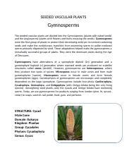 Lab Exercise 30 Plant Kingdom Seeded Vascular Plants Gymnosperms
