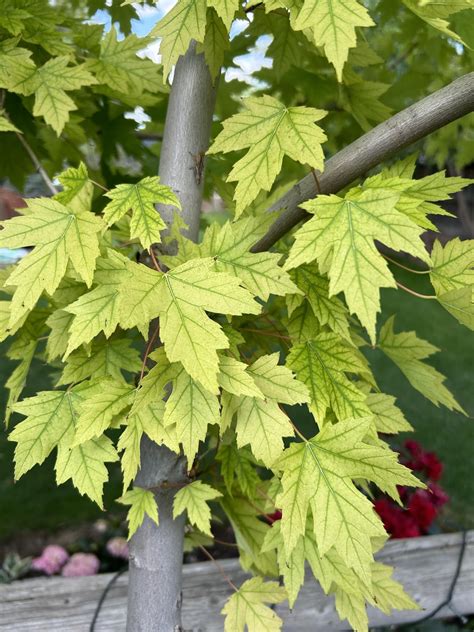 Tree Problem Rgardening