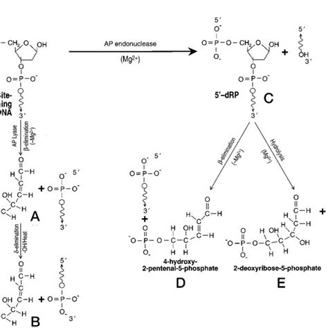Pdf Human Dna Polymerase Deoxyribose Phosphate Lyase Substrate