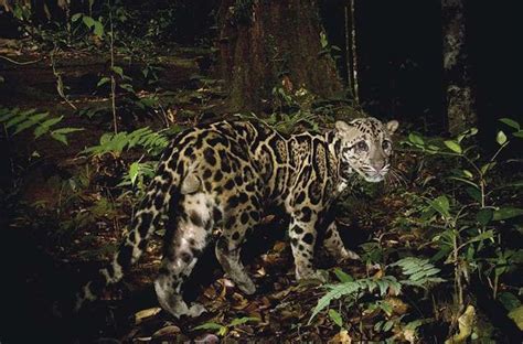 “小剑齿虎”云豹，地上吃野猪、上树吃猴，挺过640万年今濒危！百科ta说
