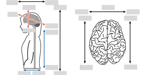 Lecture Diagram Quizlet