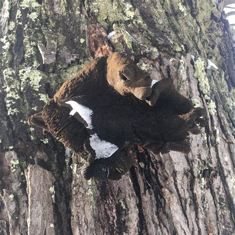 THE LOBSTER PLOT Part 1 Shoemaker The Elves