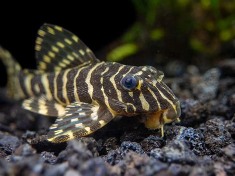L134 Leopard Frog Pleco Peckoltia Compta Tank Bred Aquatic Arts On