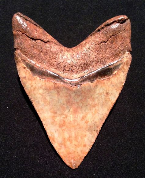 5 0 Inch Georgian C Megalodon Member Collections The Fossil Forum