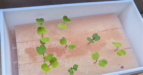 Hydroponics Smallest Case By Tackky Download Free Stl Model