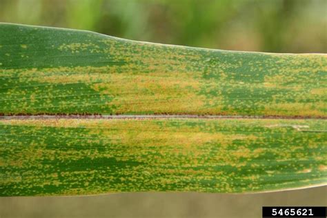Brown Spot Of Corn Physoderma Maydis