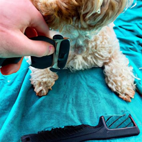 How To Groom A Cockapoo Cocker Spaniel Poodle A Comprehensive Guide