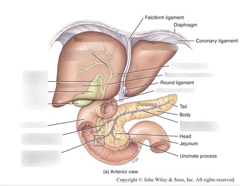 Relation Of The Pancreas To The Liver Gallbladder And Duodenum