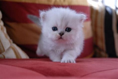 Cute Kitties 111 Pics