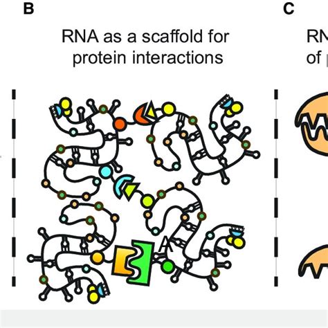 Model For The Potential Roles Of RNA In The Assembly And Maintenance Of Download Scientific