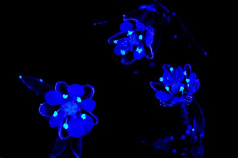 花の虫の目写真