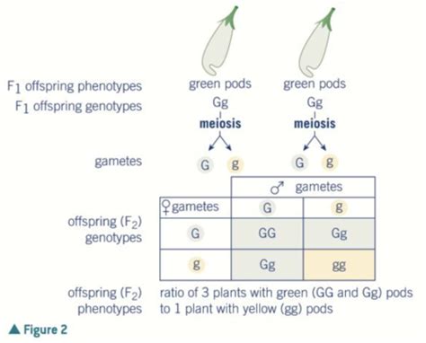 Biology Learning Goals Patterns Of Inheritance Flashcards Quizlet