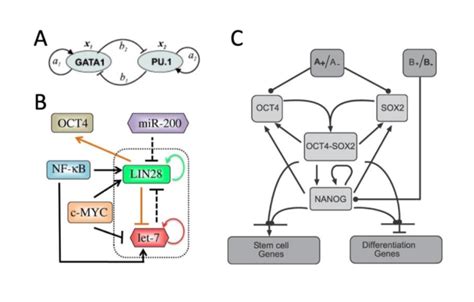 Core Regulatory Circuits To Model Stem Cell Differentiation A Huang Download Scientific