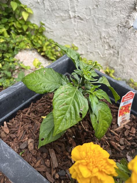 Whats Eating My Habeneros R Gardening