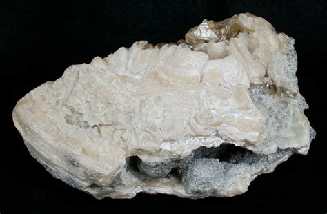 4 1 Crystal Filled Fossil Clam Rucks Pit Fl 5536 For Sale