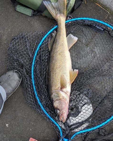 “cheater Rig” For Dirty River Walleyes Walleyefirst