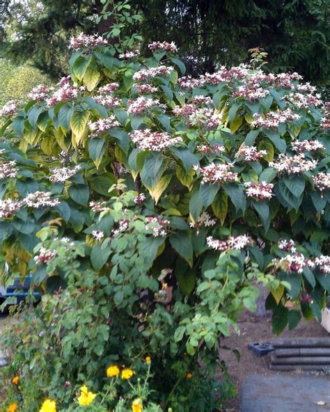 8 Small Trees For Tight Spaces In Usda Zone 8 Landscapes In 2024