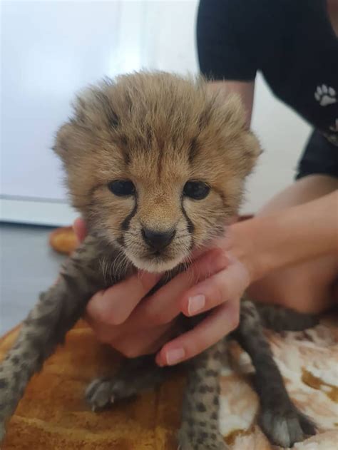 Cheetah Conservation Fund Trained Wildlife Observers Help Catch