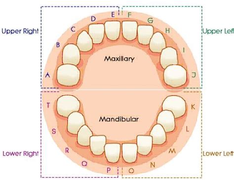Tooth Numbering System Focus Dentistry