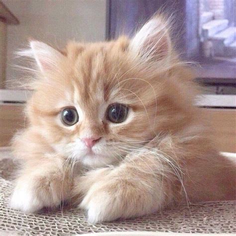 Purely Positive Tiny Kitten Collection I Can Has Cheezburger Fuzzy